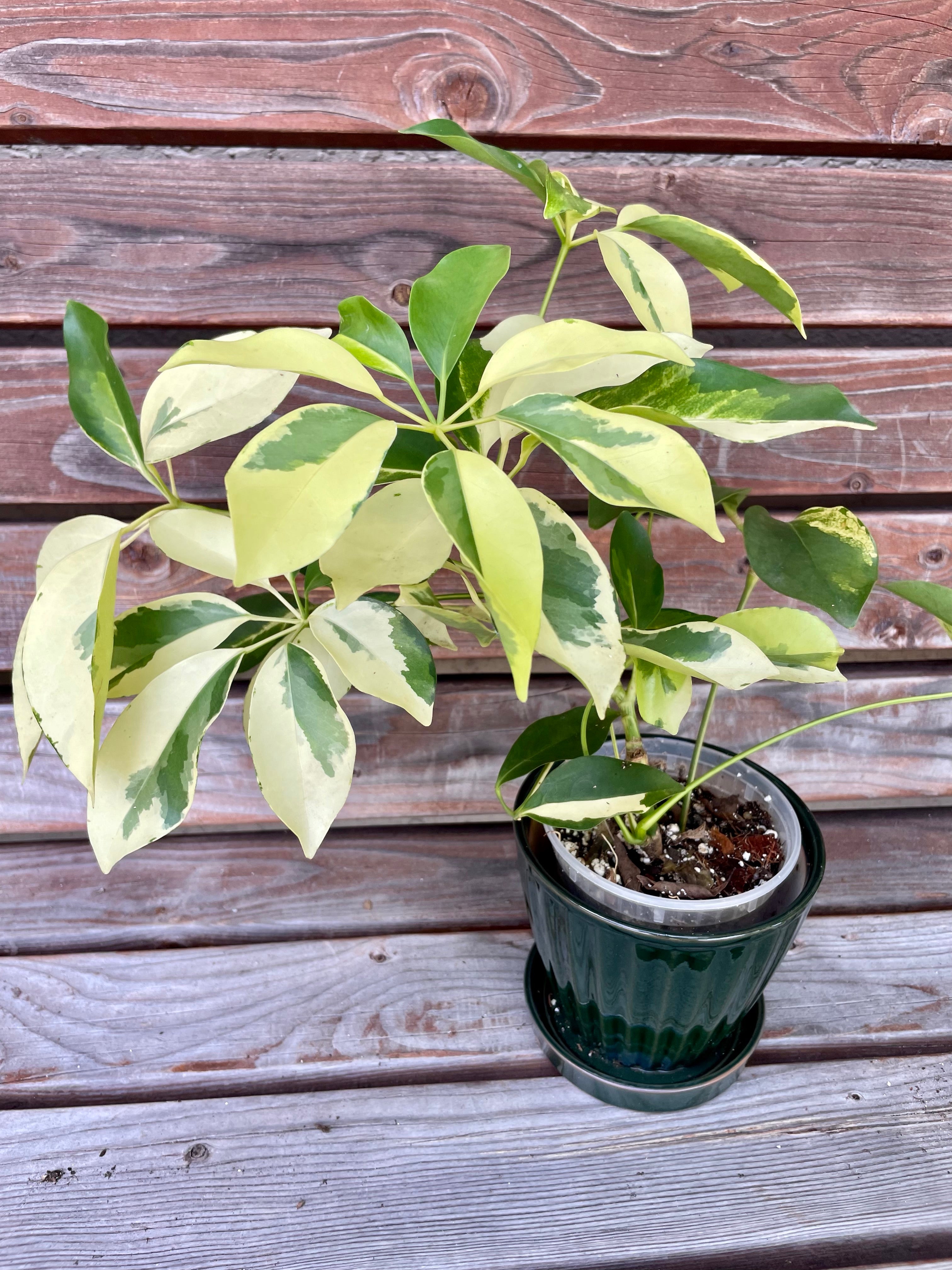 Schefflera Arbicola Variegated aka Dwarf umbrella tree – Scott’s Exotic ...