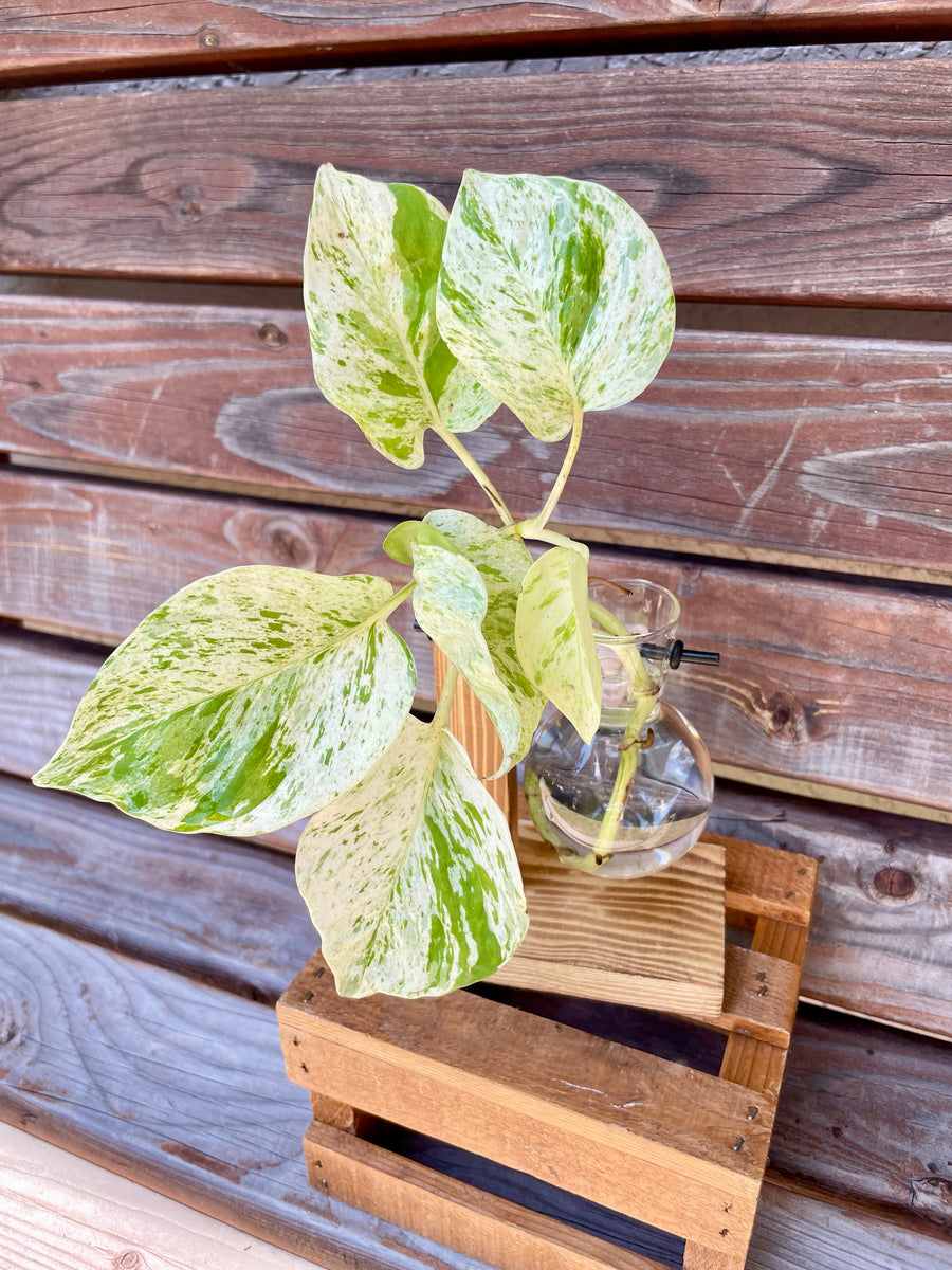 Snow Queen Pothos in Prop Stand – Scott’s Exotic Plants