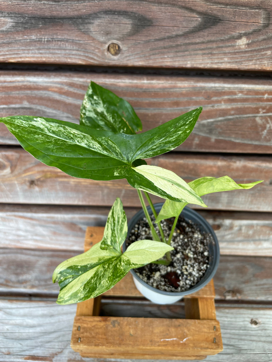 Variegated Syngonium Podophyllum Albo – Scott’s Exotic Plants
