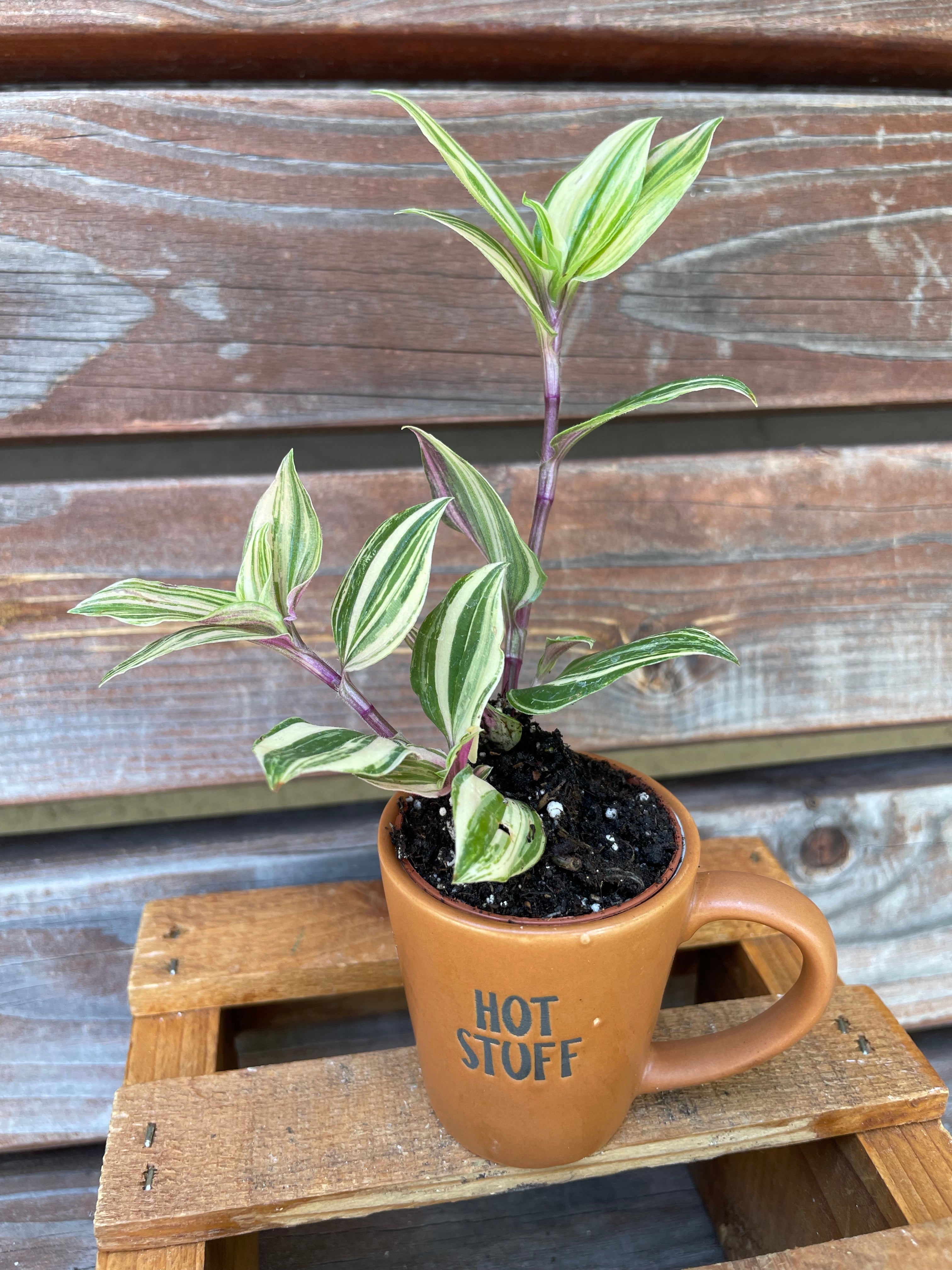 Tradescantia Quadricolor in "hot stuff" cup – Scott’s Exotic Plants