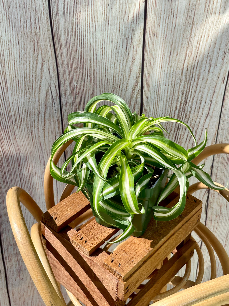 Variegated Curly Bonnie Spider Plant – Scott’s Exotic Plants