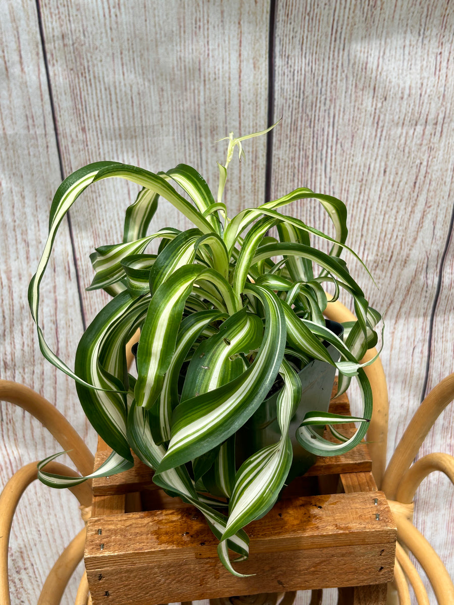 Variegated Curly Bonnie Spider Plant – Scott’s Exotic Plants