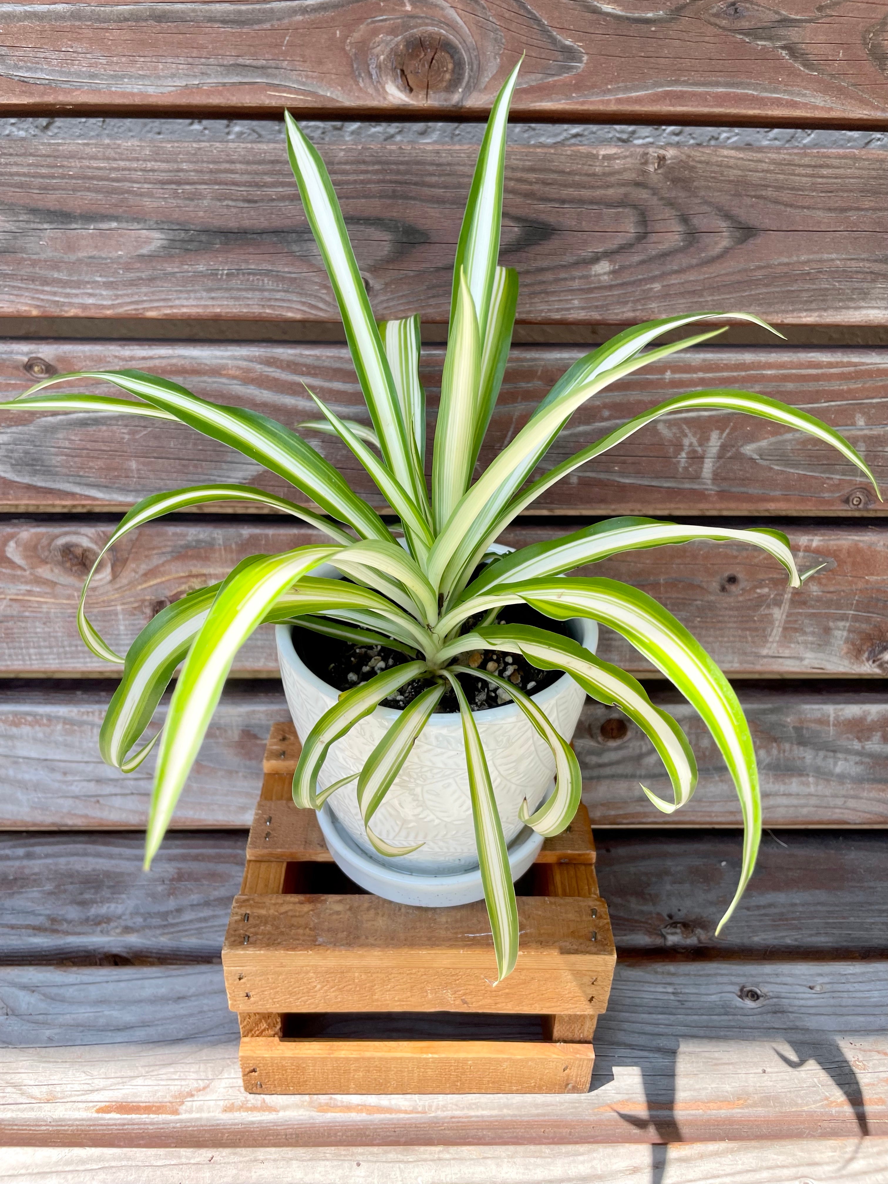 Variegated Spider Plant in White ceramic pot- ONLY AVAILABLE INSIDE OR ...