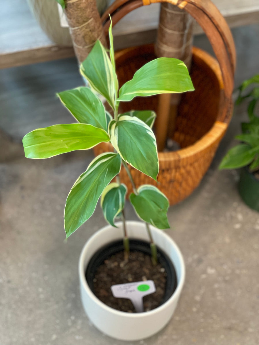 Variegated Spiral Ginger in white ceramic pot – Scott’s Exotic Plants