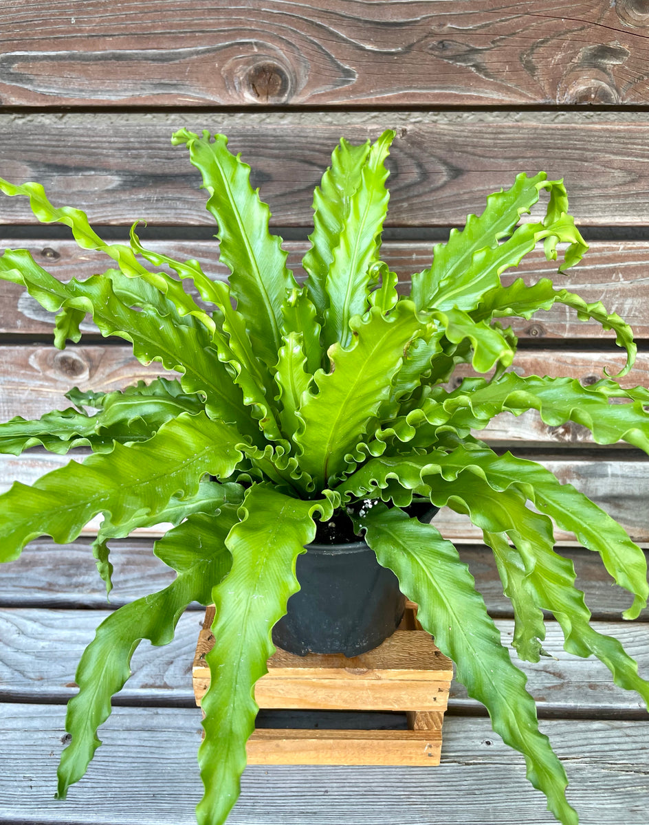 Victoria bird's nest Fern aka Asplenium Antiquum 'Victoria' – Scott’s ...