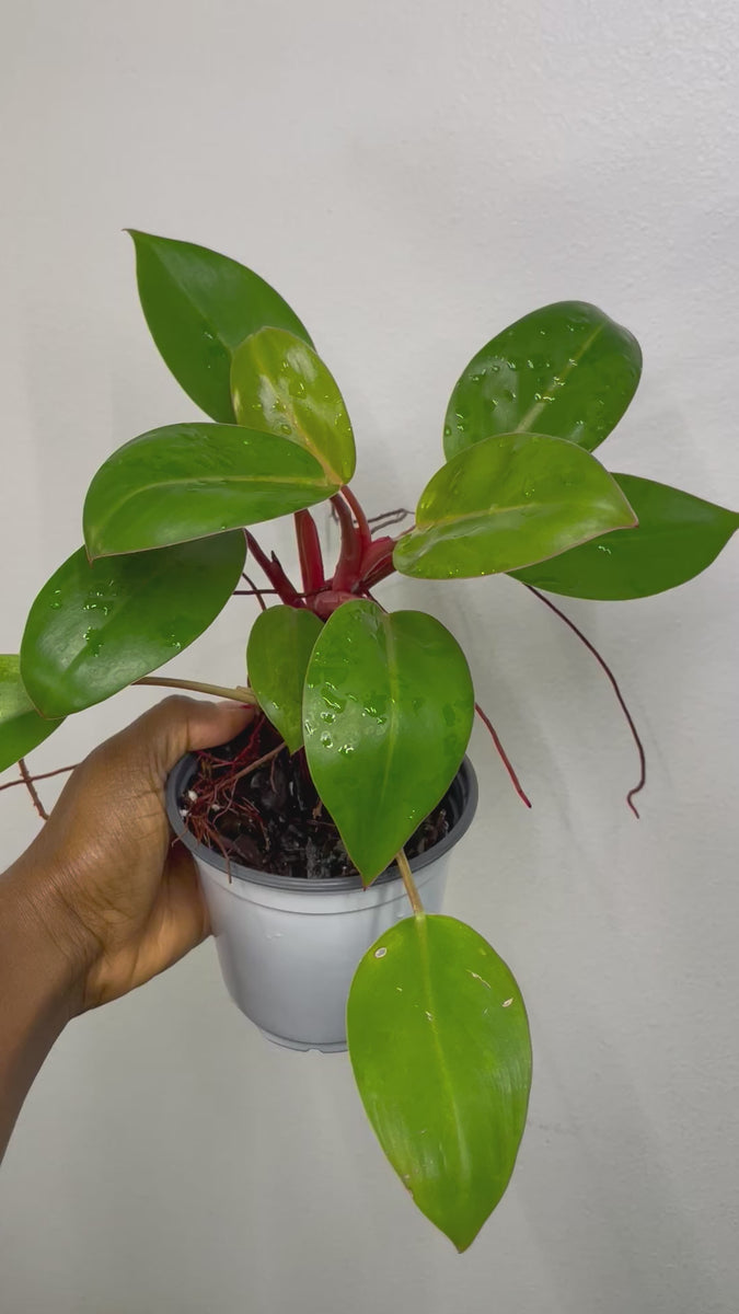 Philodendron Red Congo dwarf in 4-inch pot ONLY AVAILABLE INSIDE ORANG ...