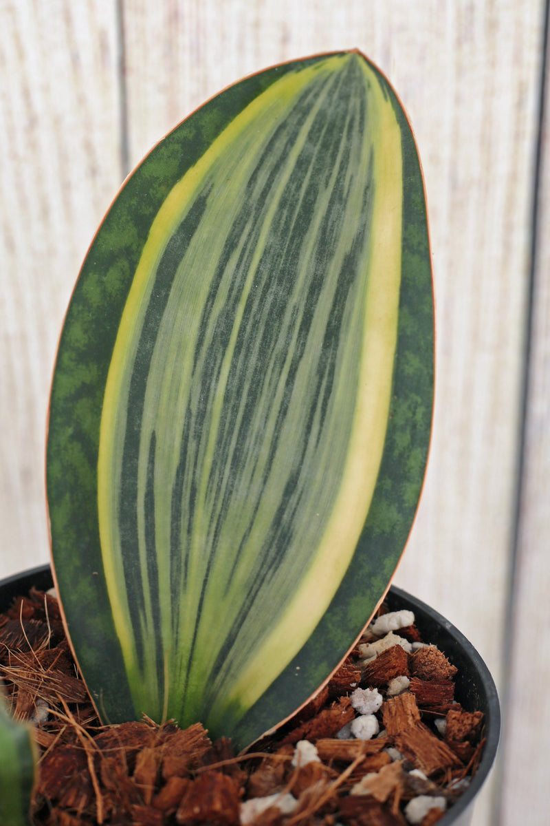 Variegated whale fin aka Dracaena masoniana 6-inch – Scott’s Exotic Plants